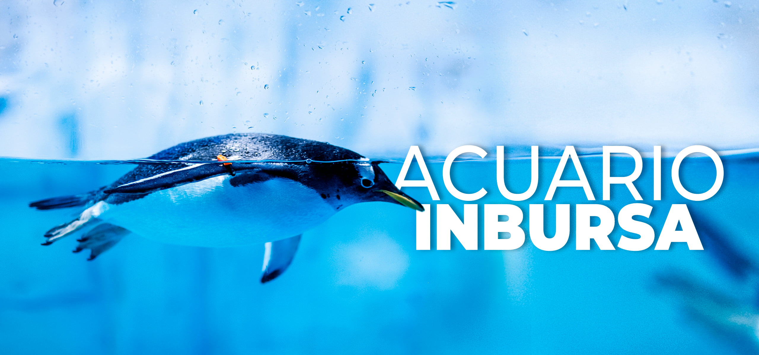 Discover Inbursa Aquarium with Mexico City Passport
